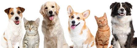 PALS - Pet and Animal Lovers – Stone Creek